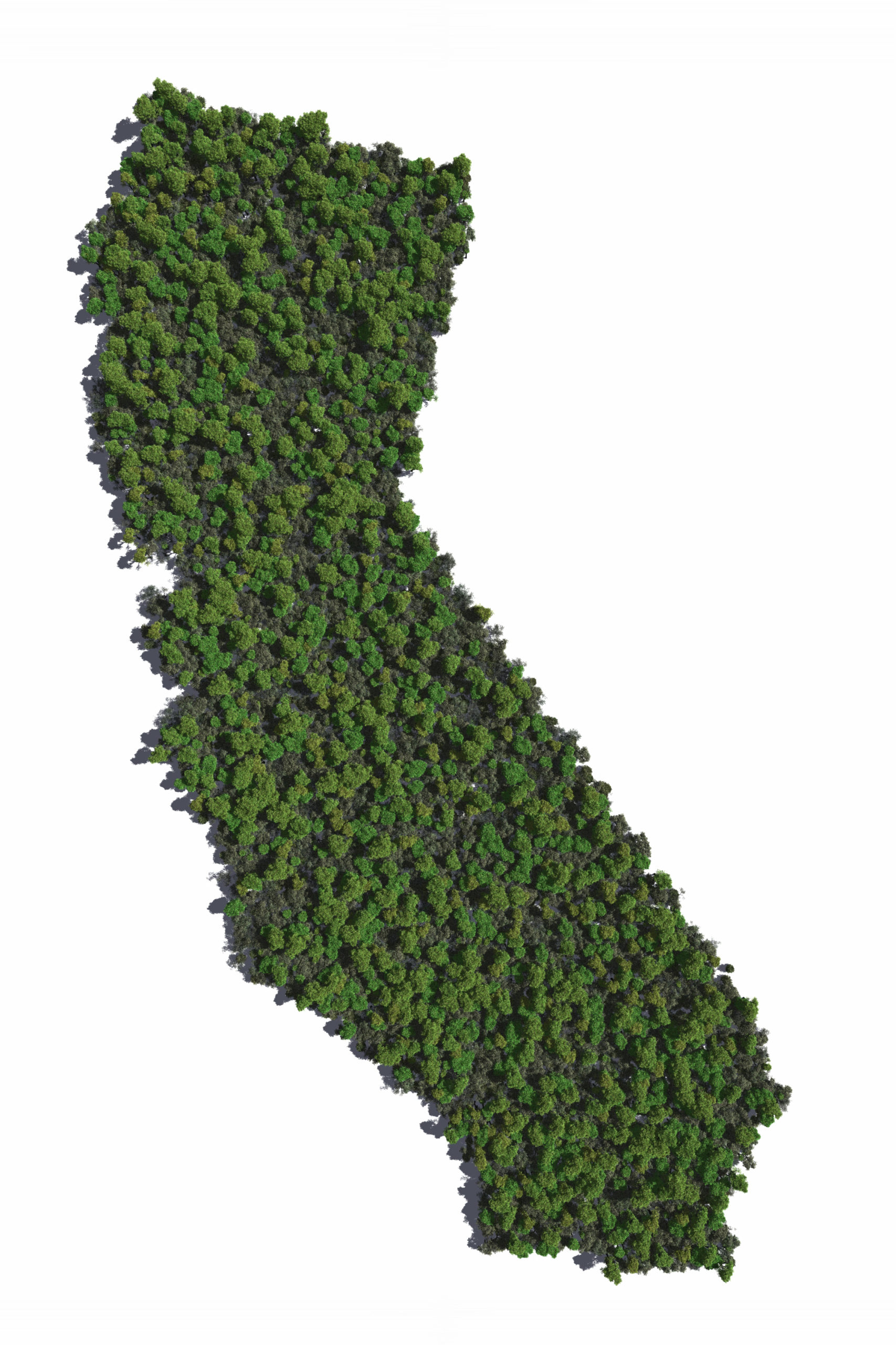 California State Tree Printable